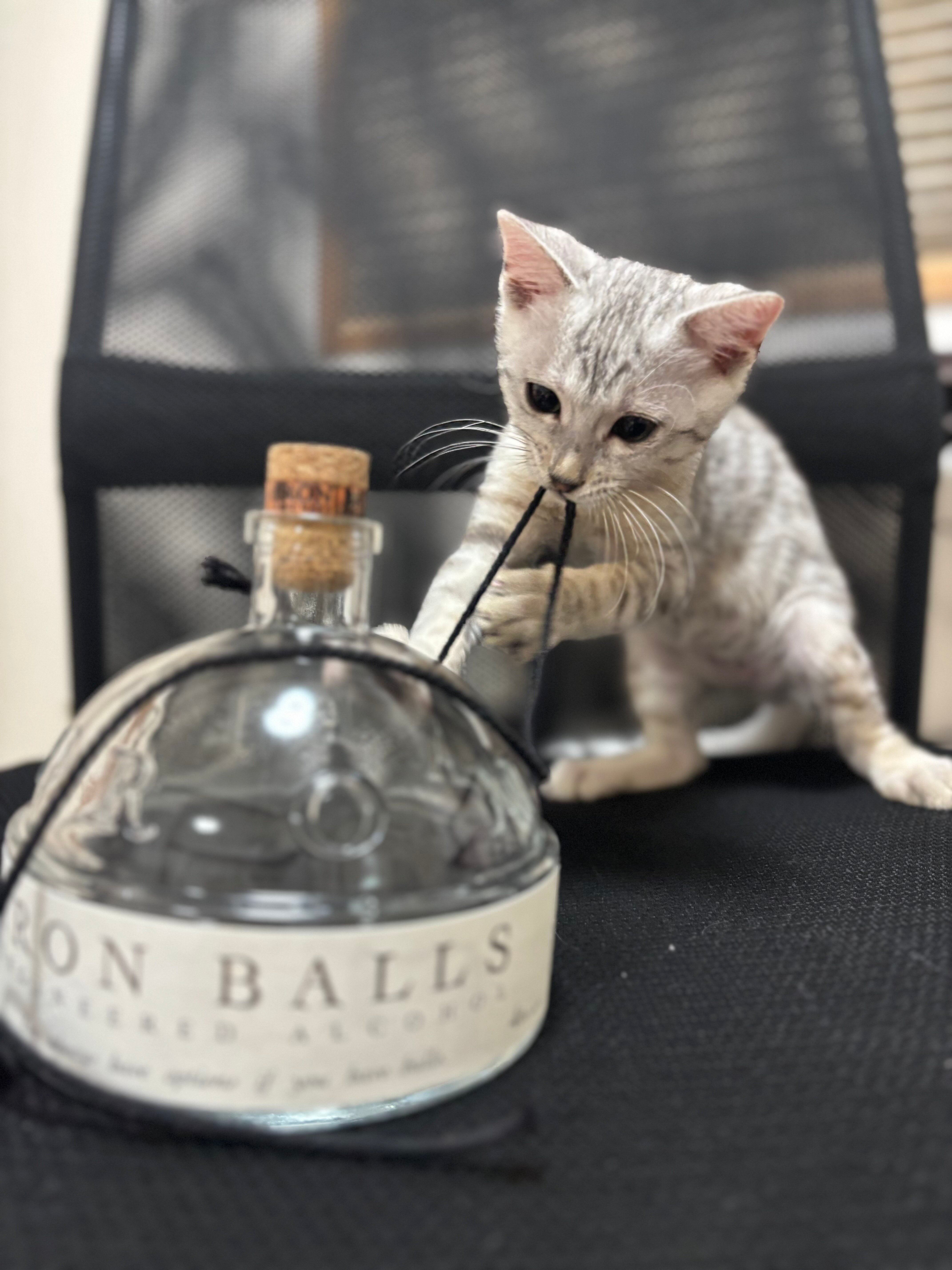 by Ms. Maco Jasmine from Japan